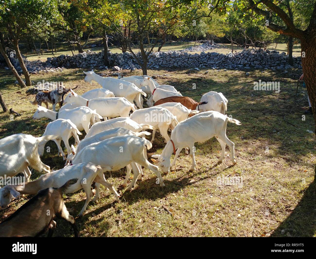 herd of goats Stock Photo - Alamy