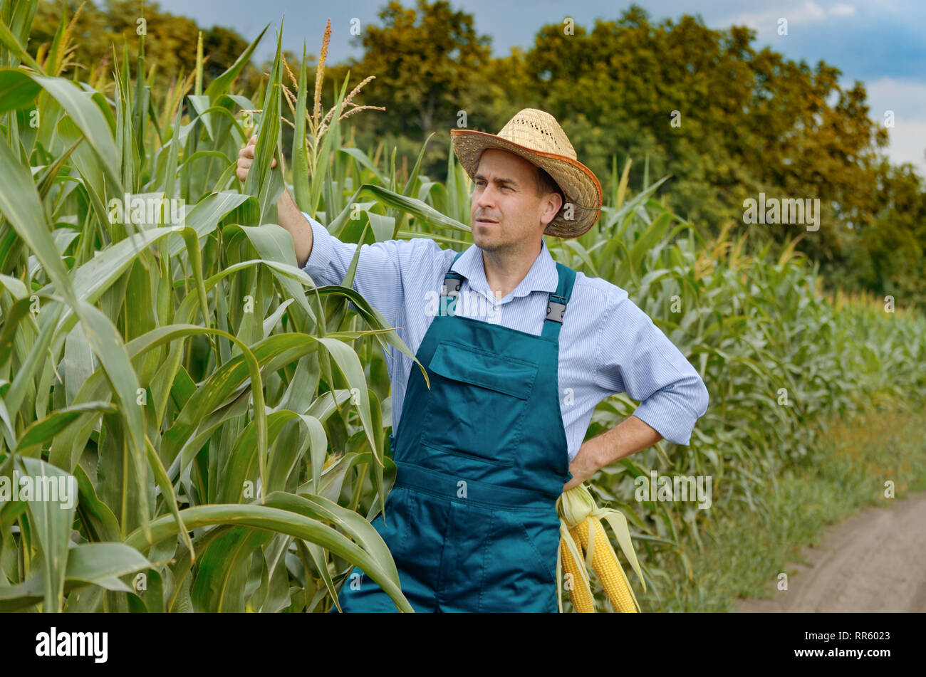 Middle age Farmer inspecting maize at field Stock Photo - Alamy