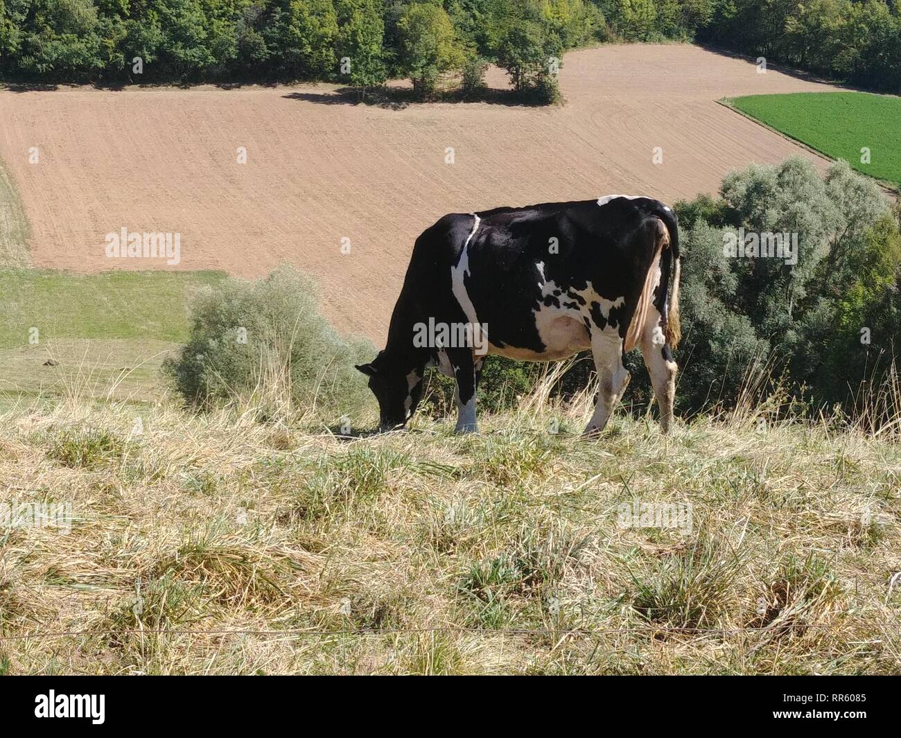 cow eating outdoor Stock Photo - Alamy
