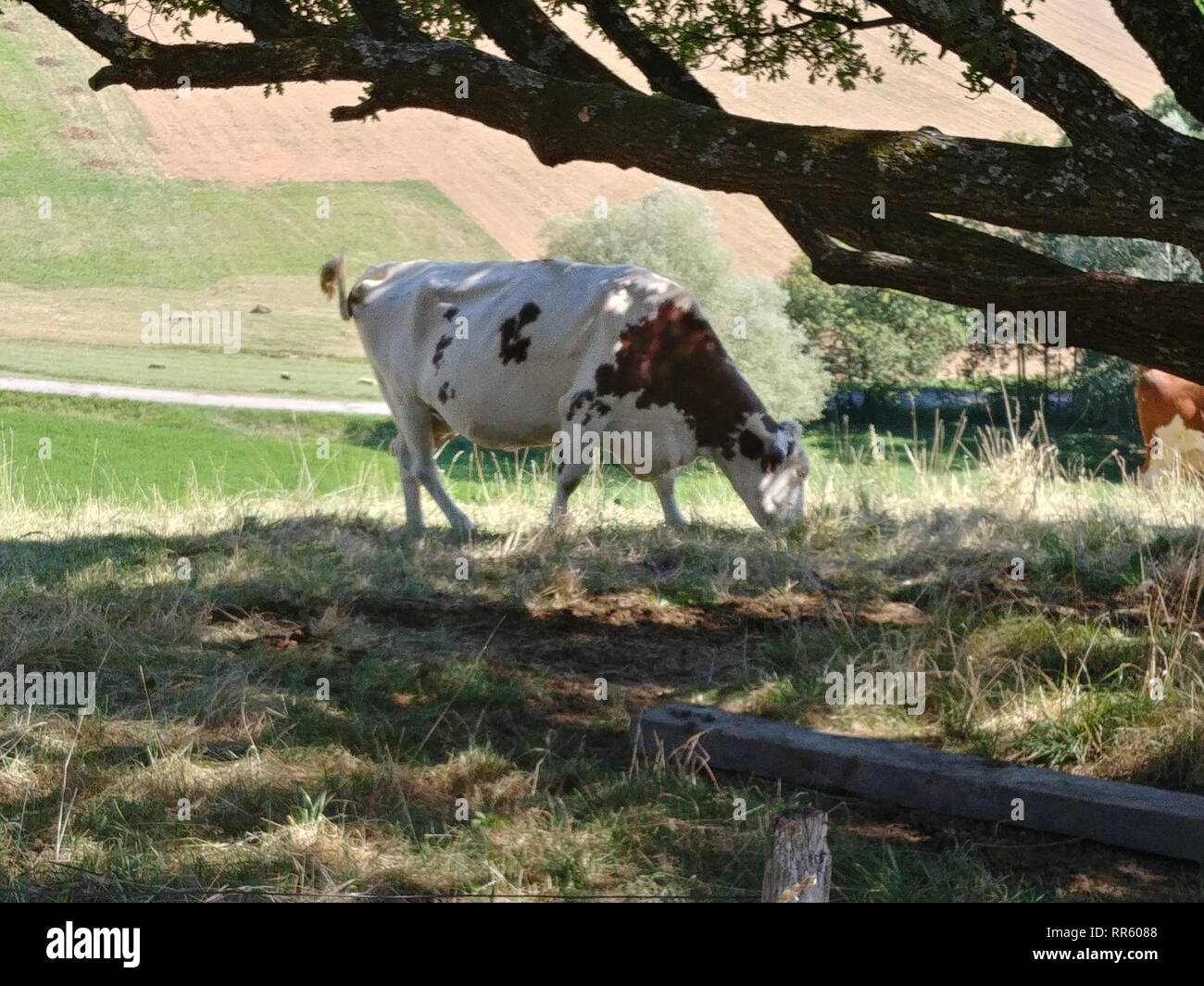 cow eating outdoor Stock Photo - Alamy