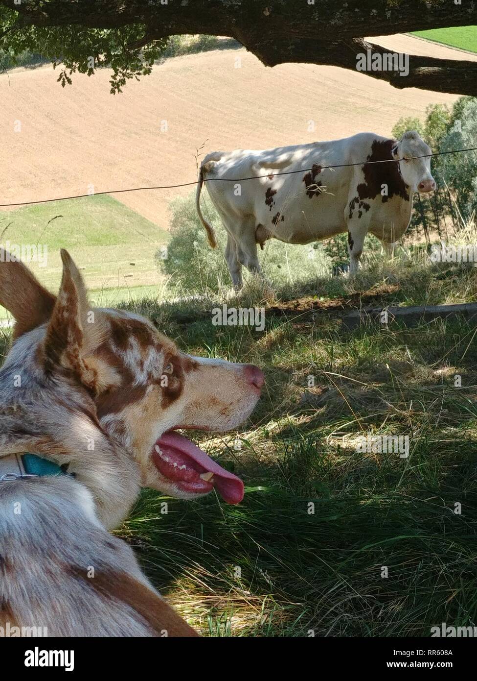 Cow dog hi-res stock photography and images - Alamy