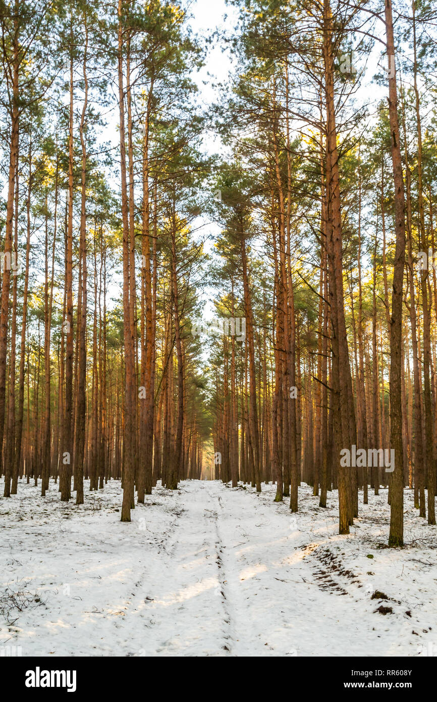 Winter in a pine forest Stock Photo - Alamy