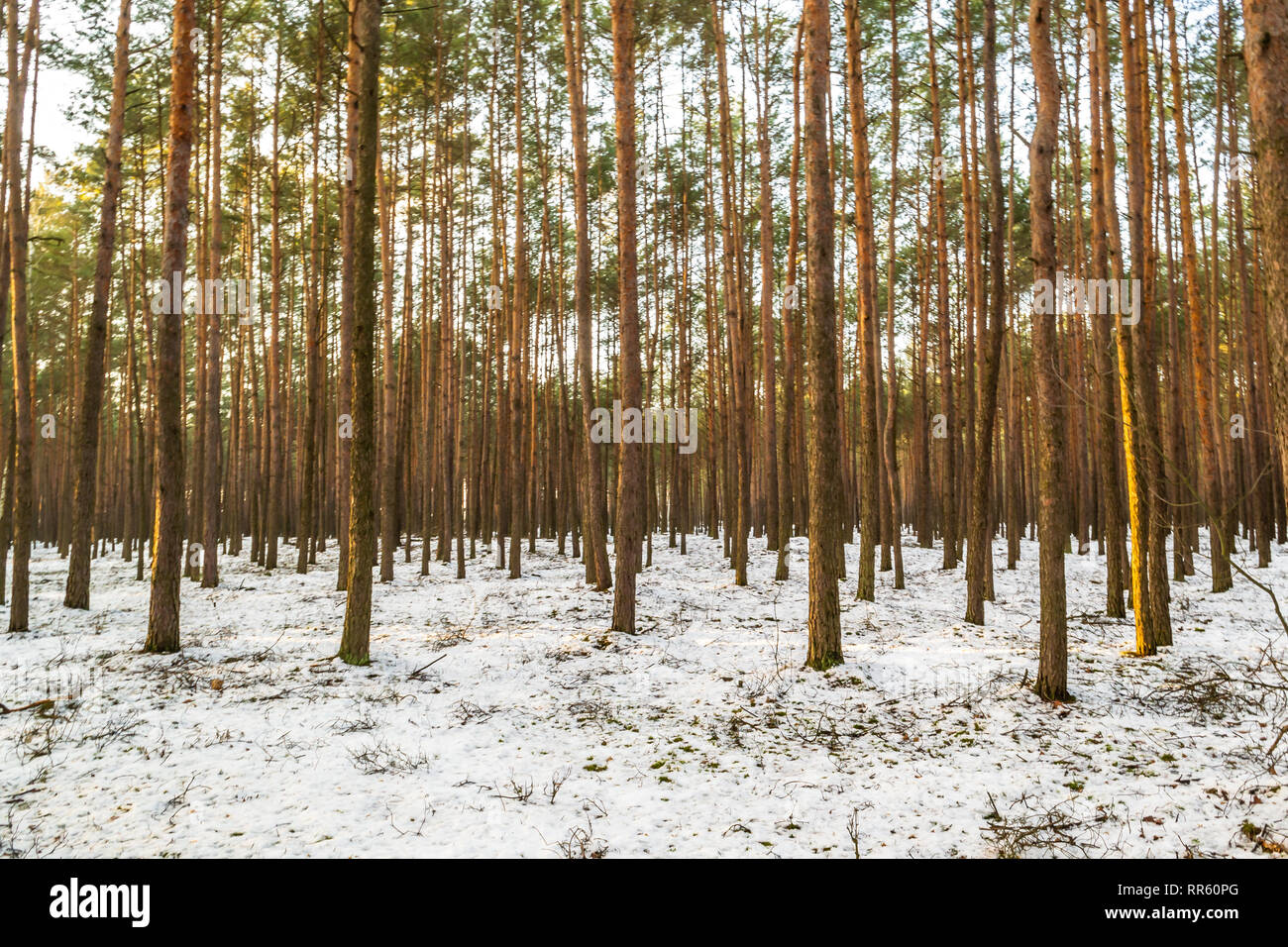 Winter in a pine forest Stock Photo - Alamy
