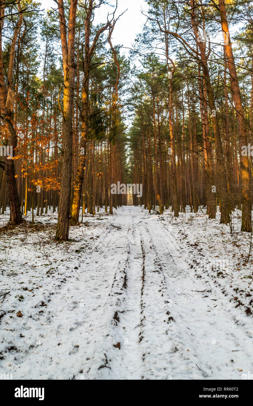 Winter in a pine forest Stock Photo - Alamy