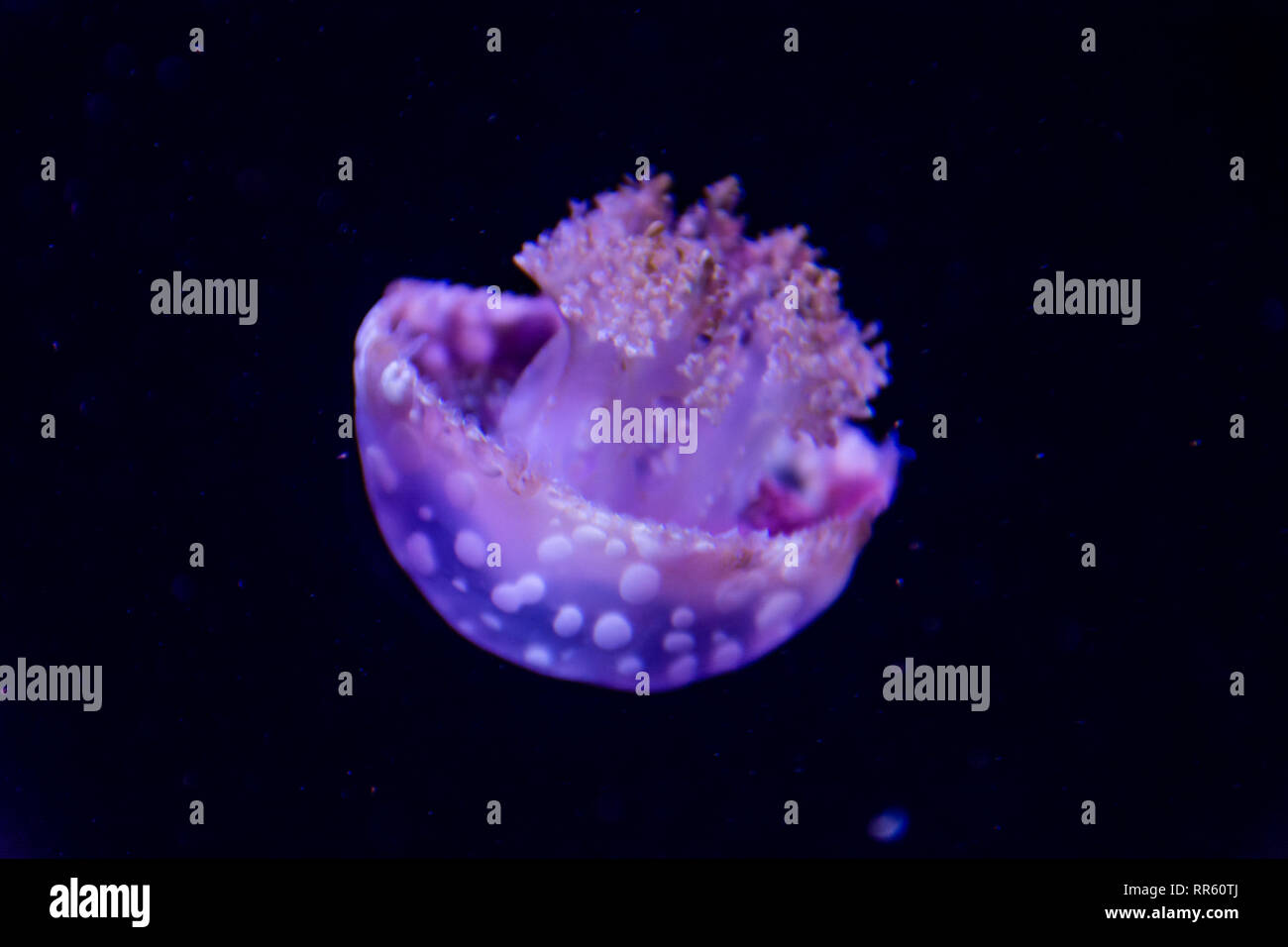 Stingy fish hi-res stock photography and images - Alamy