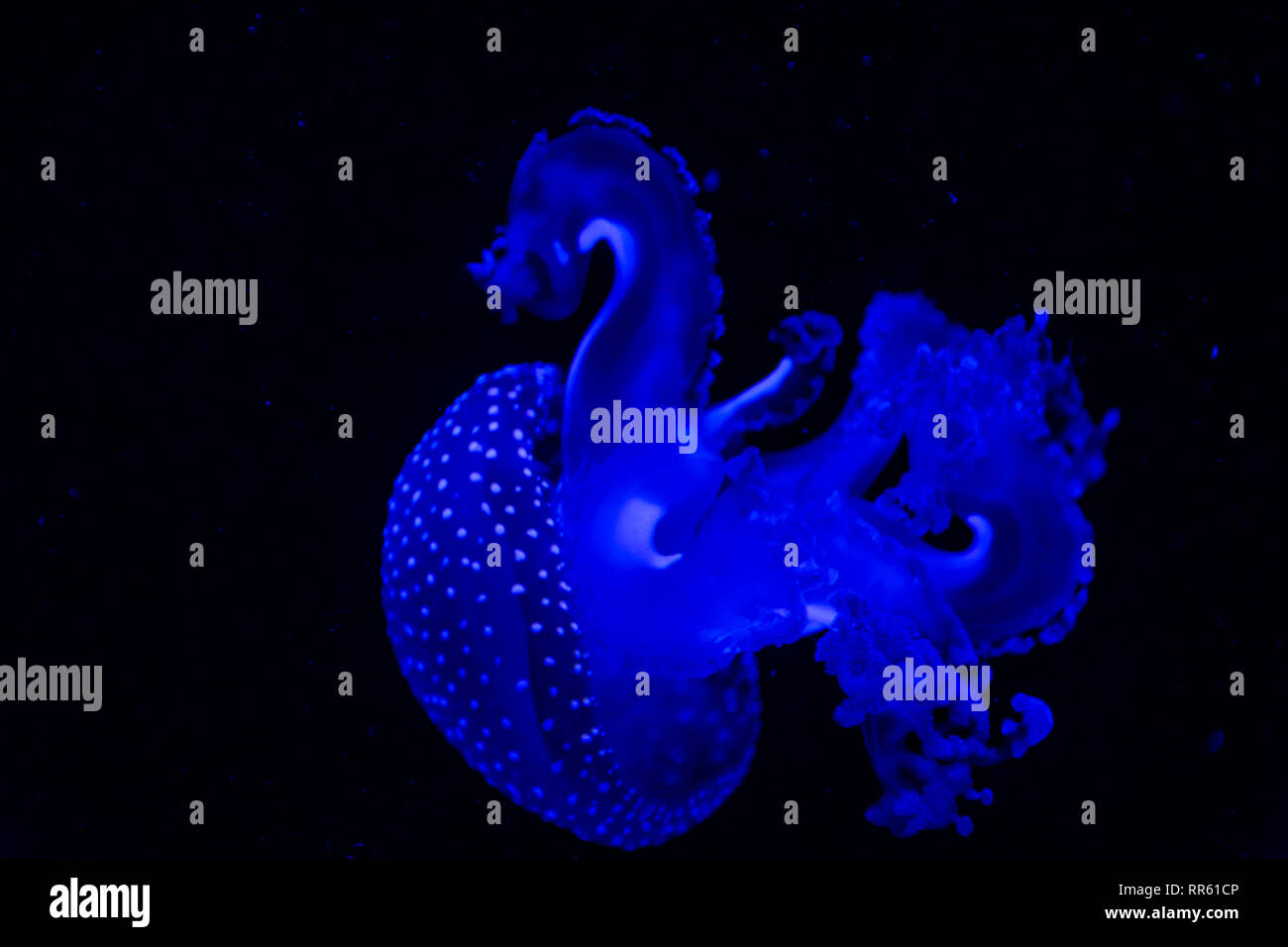 Stingy fish hi-res stock photography and images - Alamy