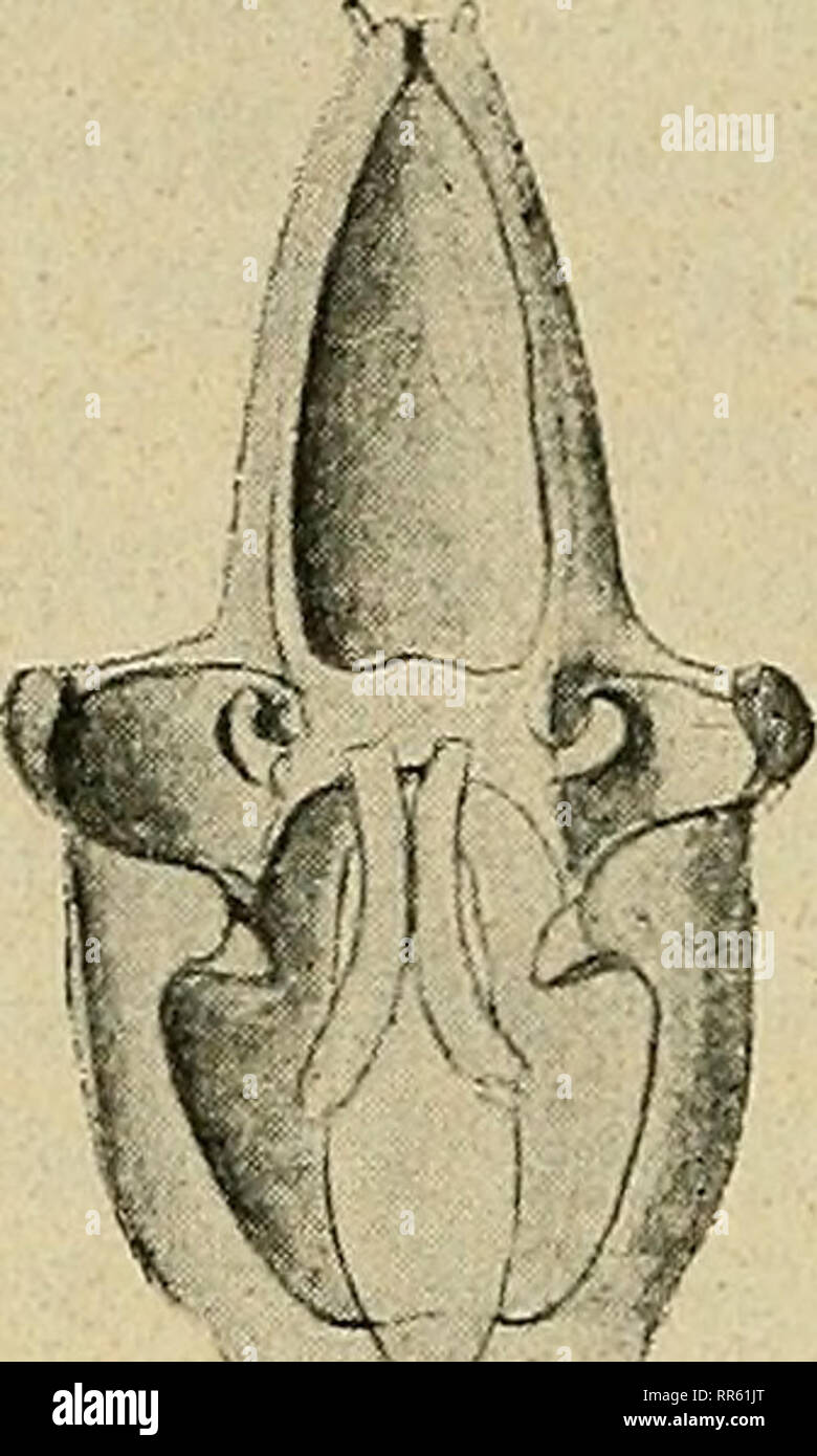 Placophora hi-res stock photography and images - Alamy