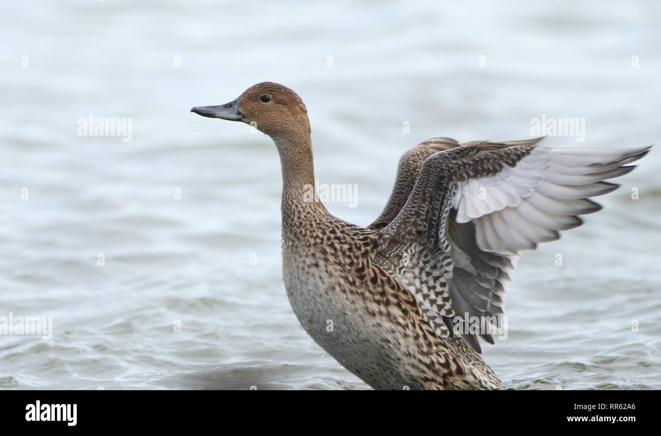 Female Northern Pintail (Anas Acuta) flapping wings, showing wing and ...