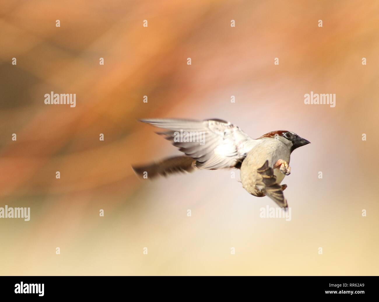 Sparrow flying hi-res stock photography and images - Alamy