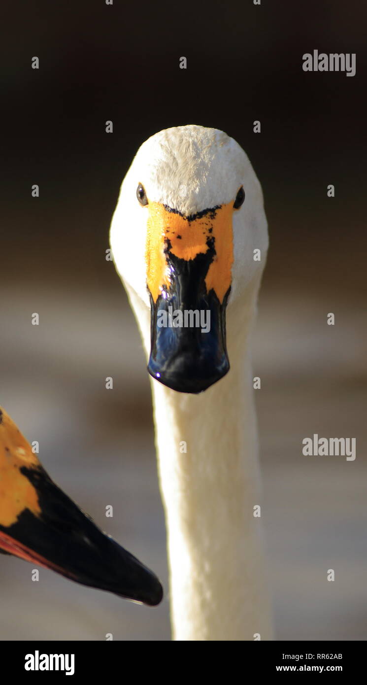 Swan Markings