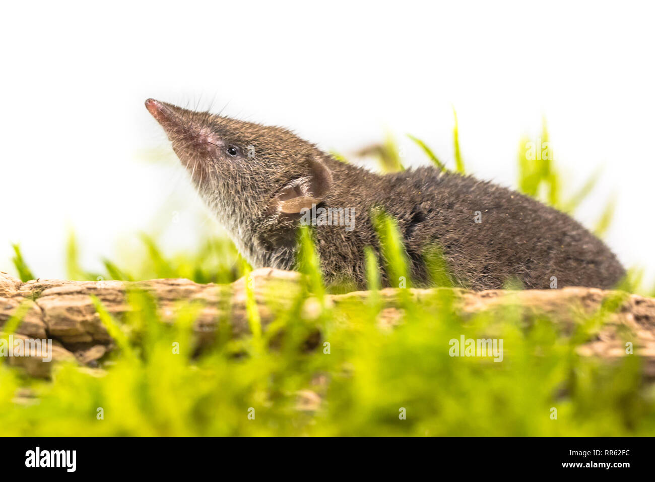Greater White-toothed shrew (Crocidura russula) pointing its nose in ...
