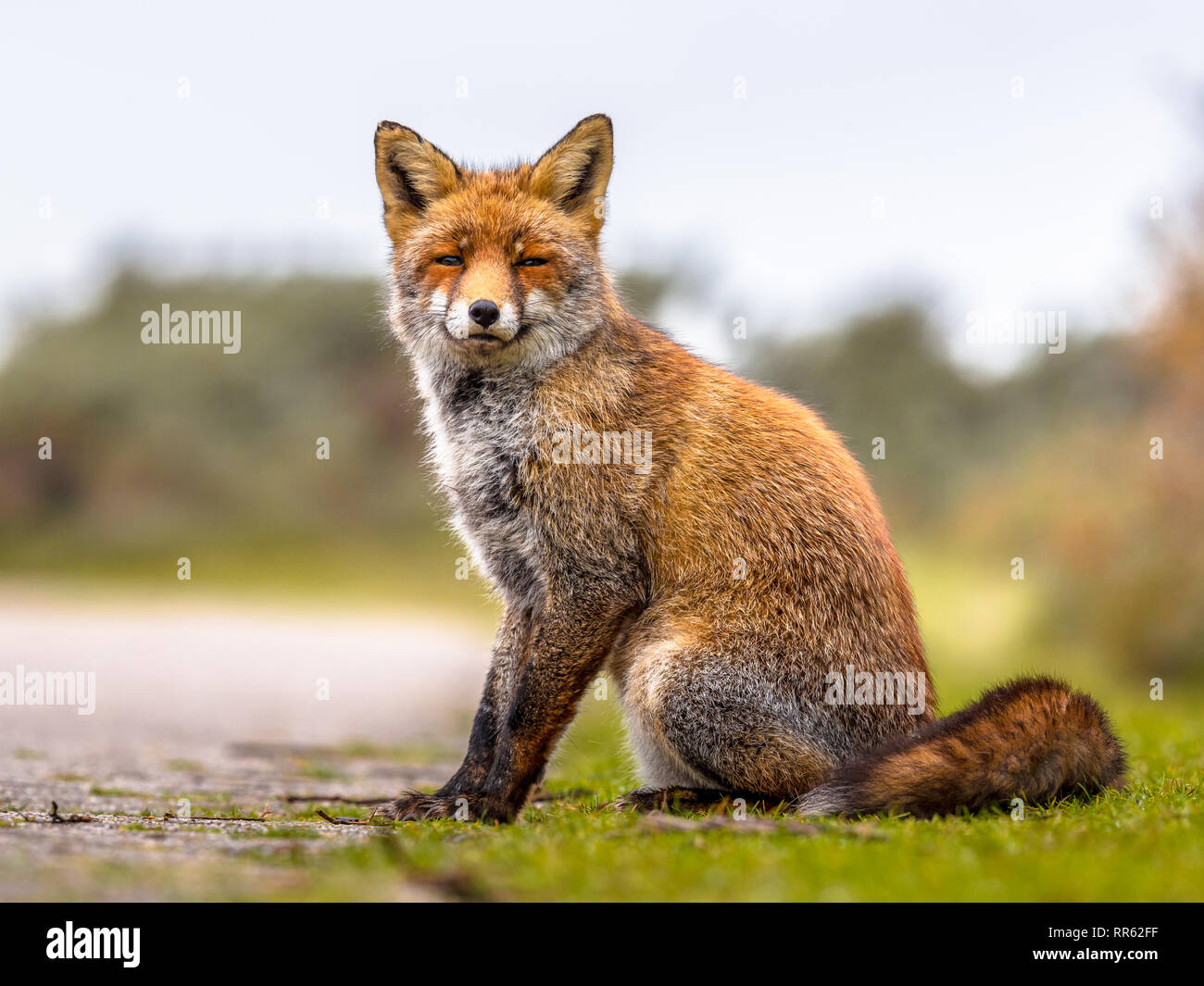 European Fox (Vulpes vulpes) sitting in grass and looking at camera ...