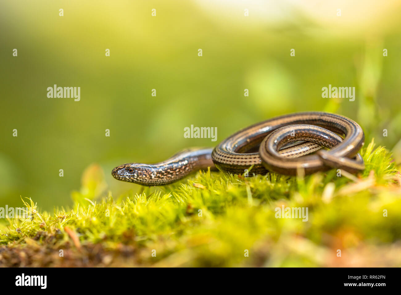 Slow worm (Anguis fragilis) on moss in a forest of Dolomites, Italy ...