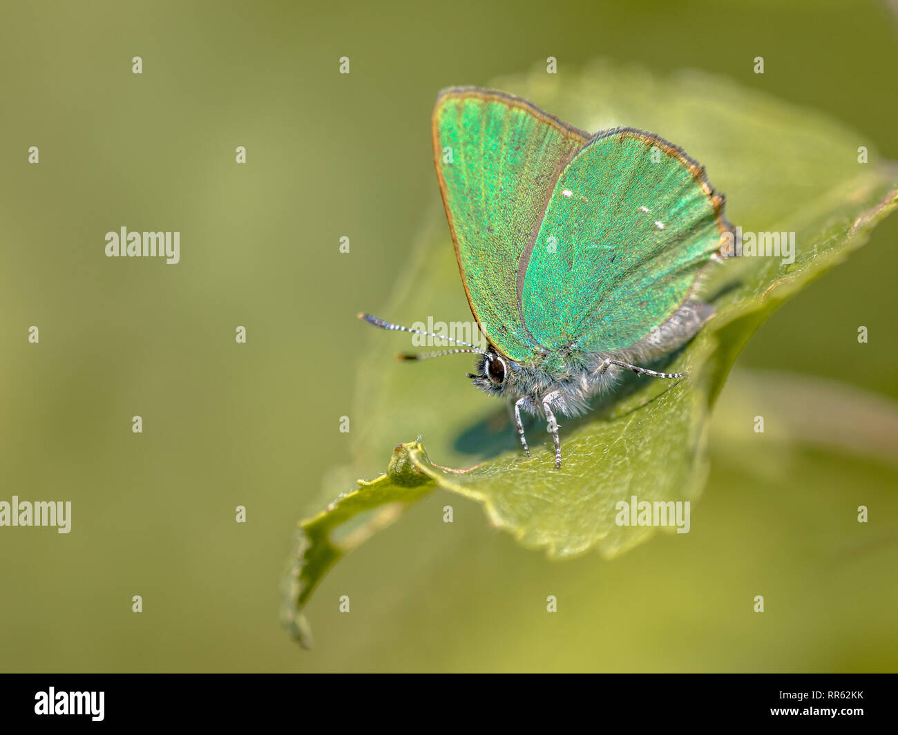 Mariposas uk hi-res stock photography and images - Alamy