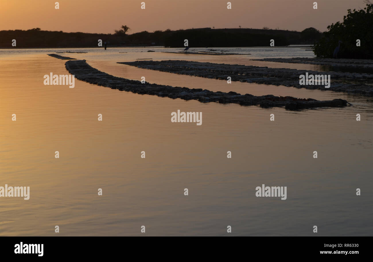 Saloum delta shellfish hi-res stock photography and images - Alamy