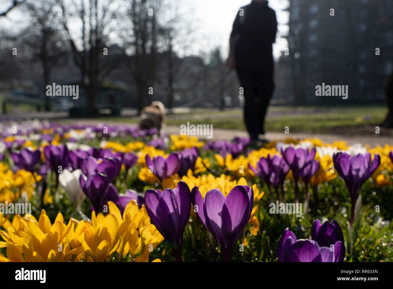 Urban purple and yellow Crocuses next to a path with somebody walking a ...