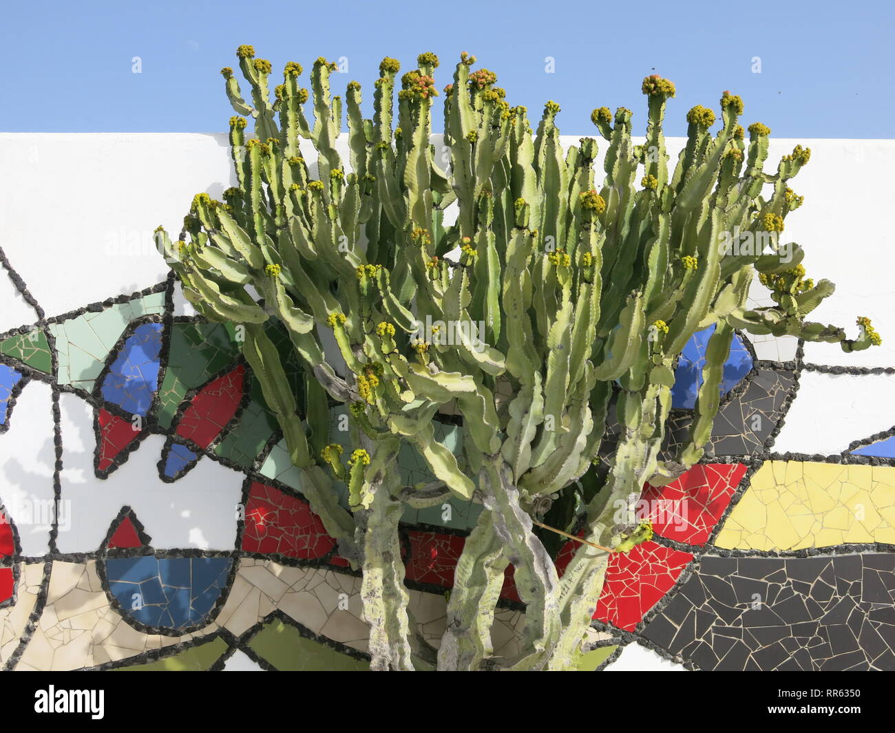 The small garden at the Cesar Manrique Foundation, Lanzarote is bounded ...