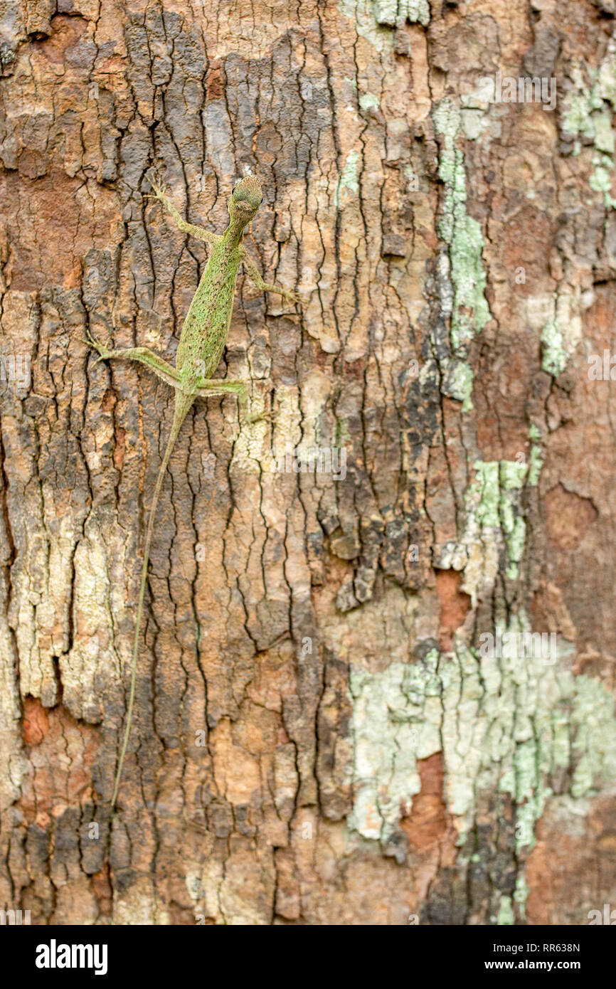 A Draco Lizard aka Flying Dragon ( Draco volans ) clings to the bark of ...