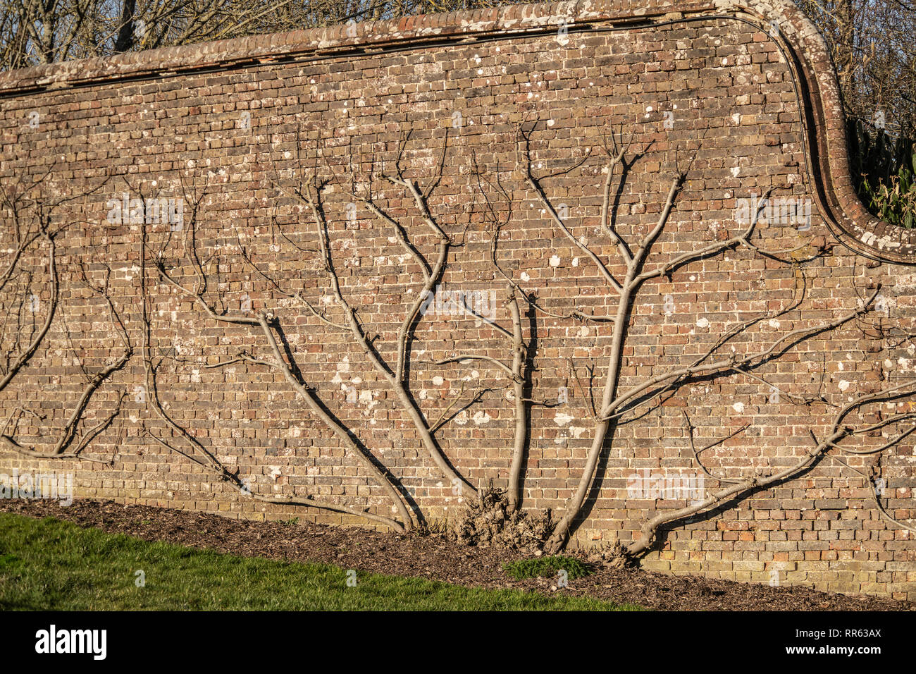 Training trees hi-res stock photography and images - Alamy