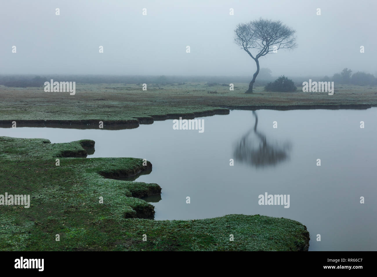 Fritham, New Forest, Hampshire, England, UK Stock Photo - Alamy