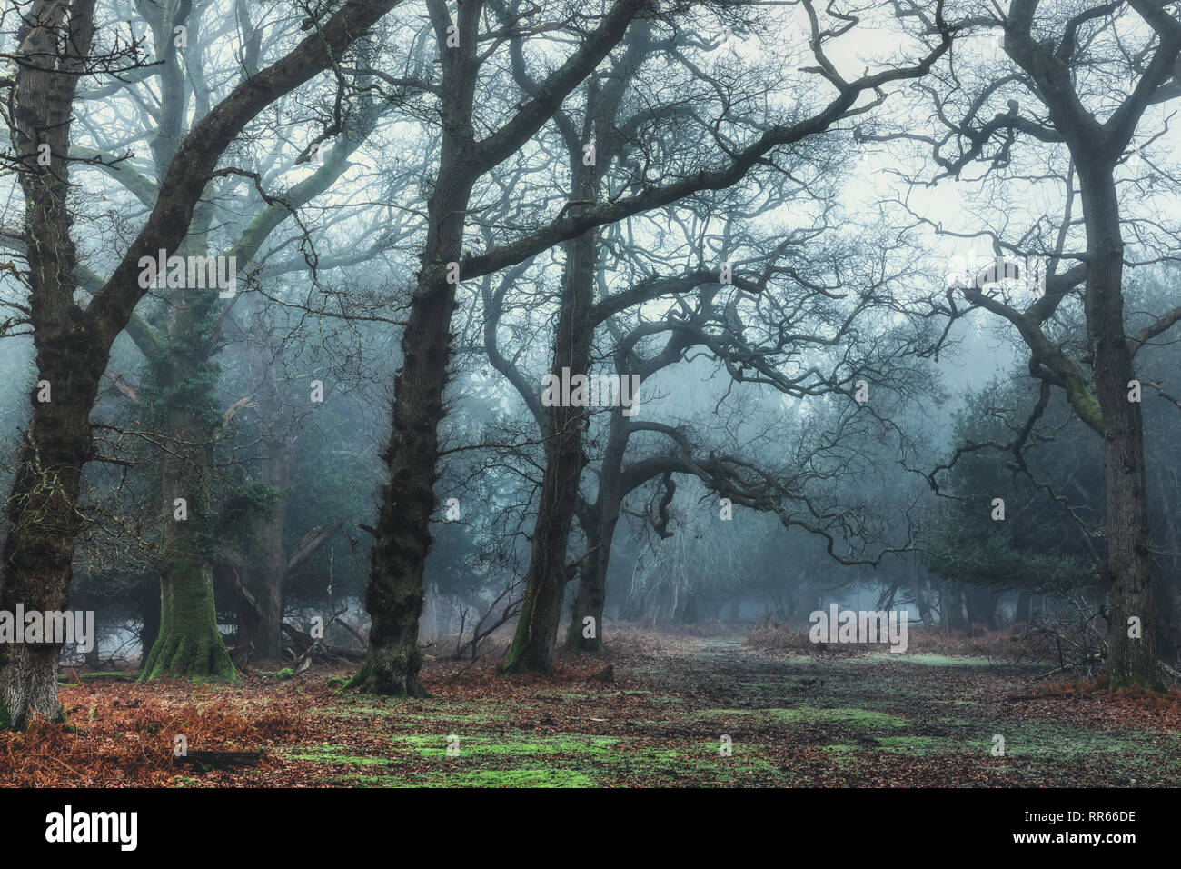 Fritham, Sloden Inclosure, New Forest, Hampshire, England, UK Stock ...