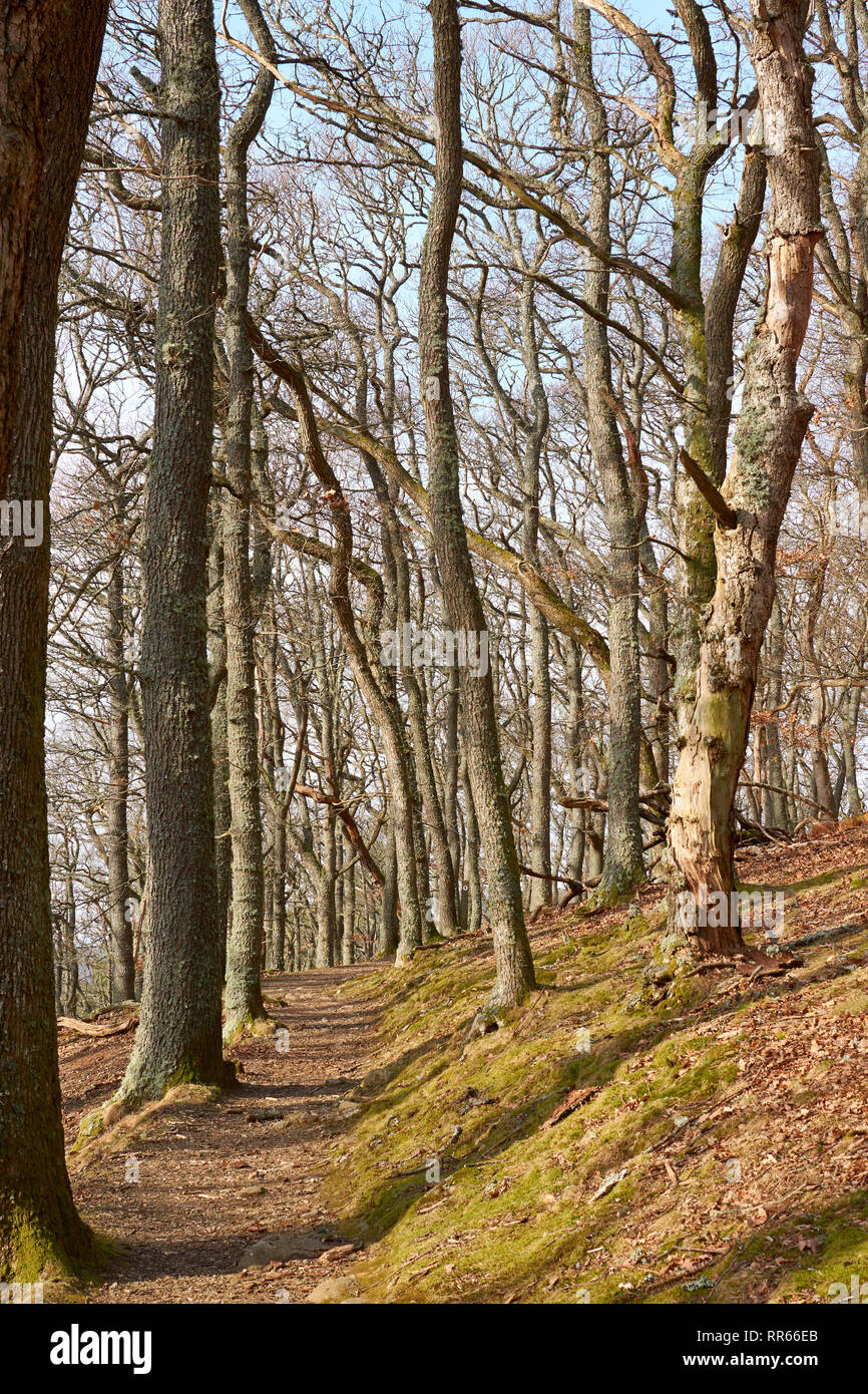 CRAIGENDARROCH WALK BALLATER ABERDEENSHIRE SCOTLAND FINE OLD OAK TREES ...