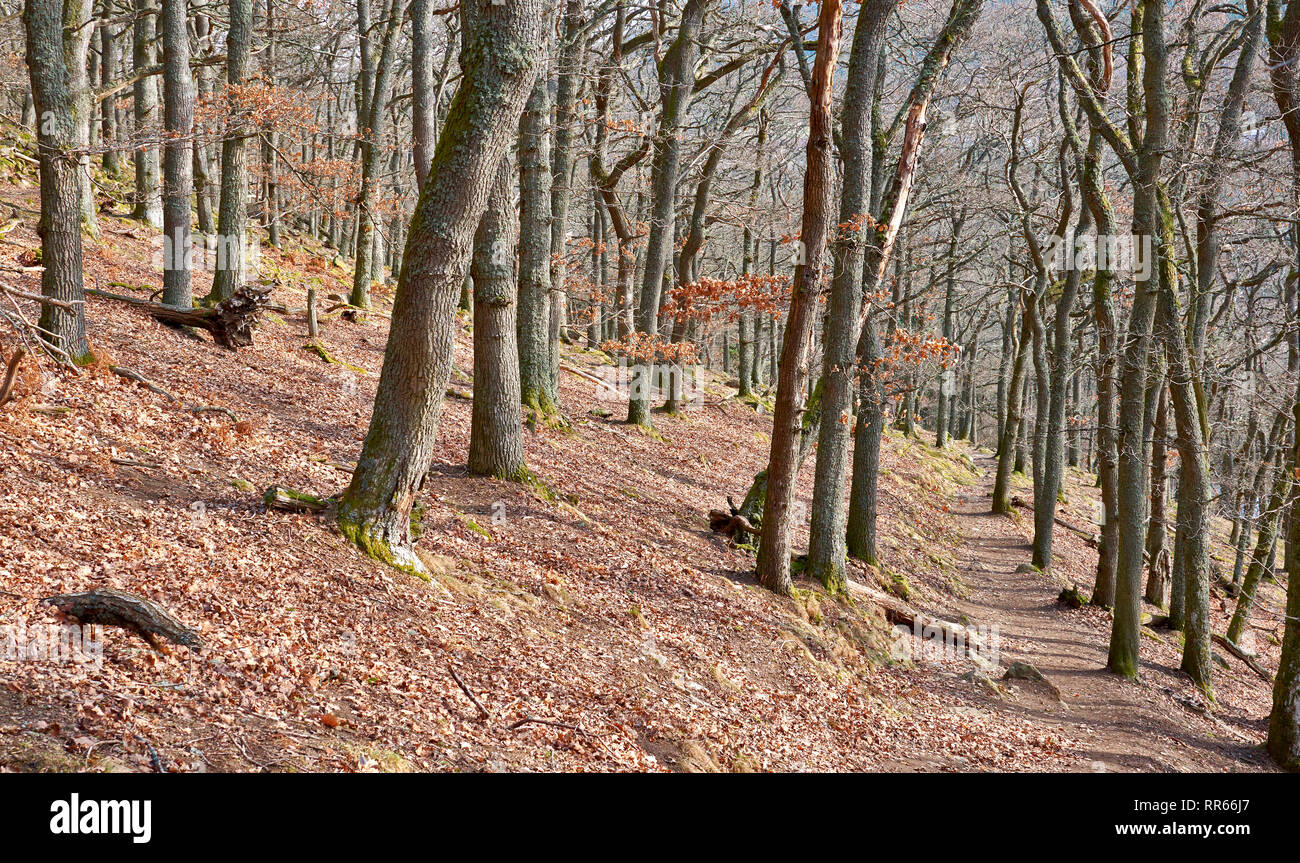 Oak walk hi-res stock photography and images - Alamy