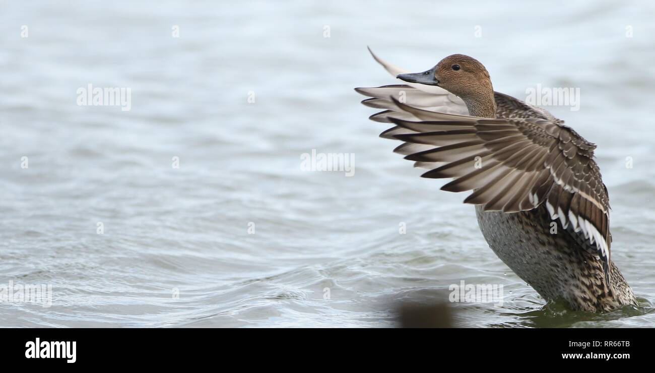 Female Northern Pintail (Anas Acuta) flapping wings, showing wing and ...
