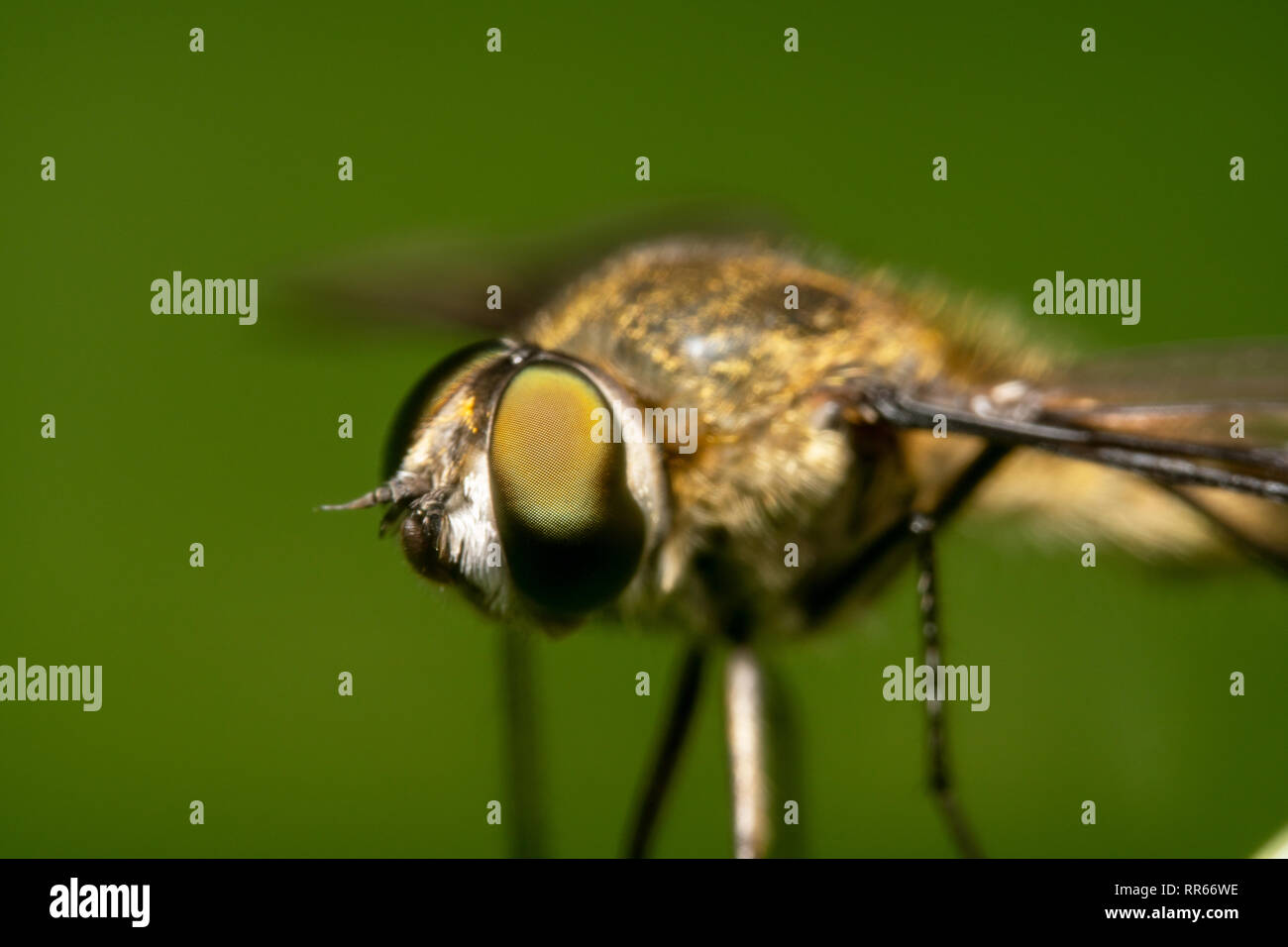 Mating hover flies hi-res stock photography and images - Alamy