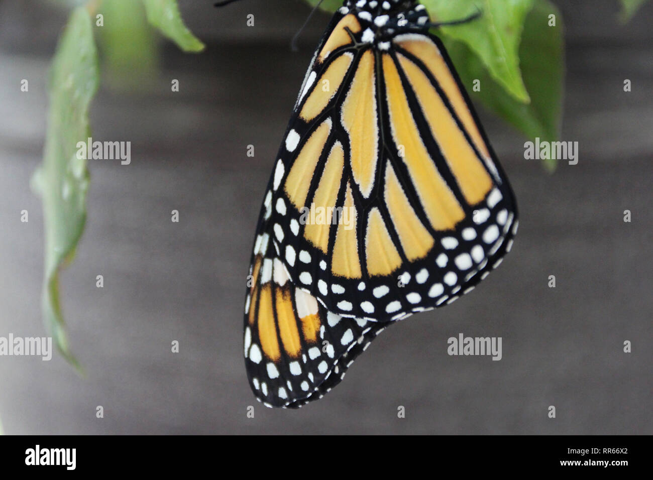 Close up of the intricate design of a Monarch wing with a blurred ...