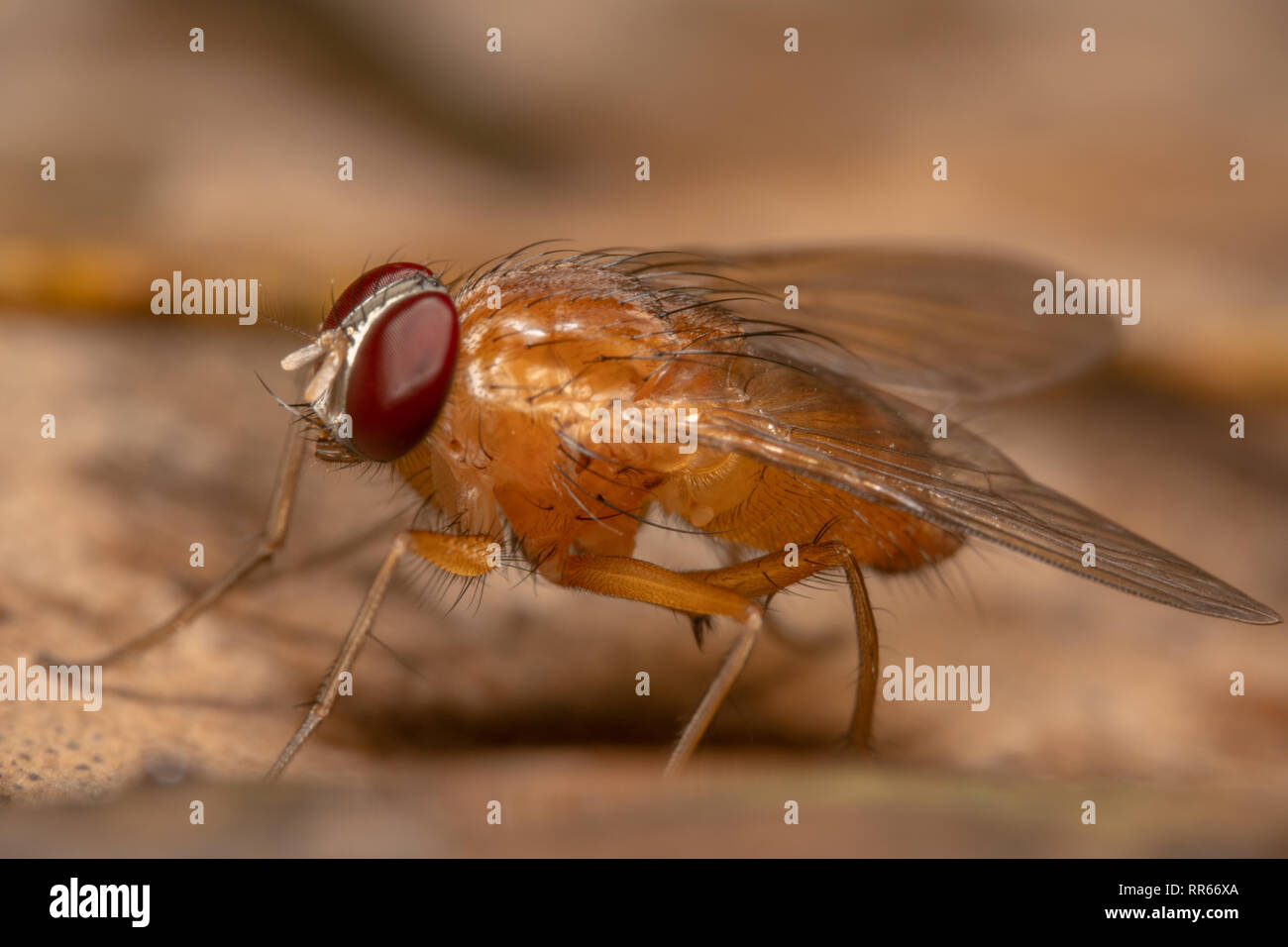Slender Orange Bush Fly Dichaetomyia norrisi facing sideways with red ...