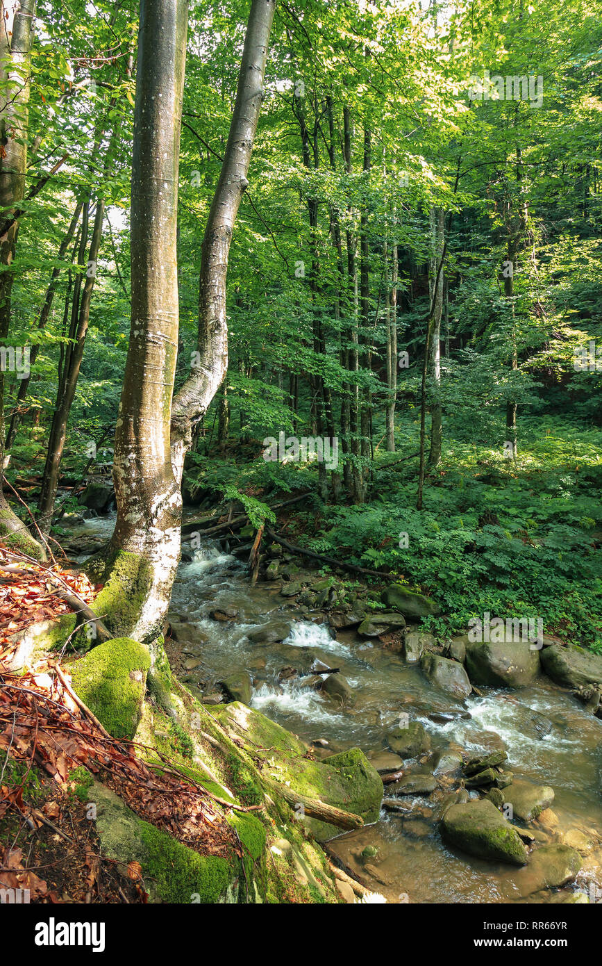 river among the rocks in the forest. tree on a cliff. freshness of ...