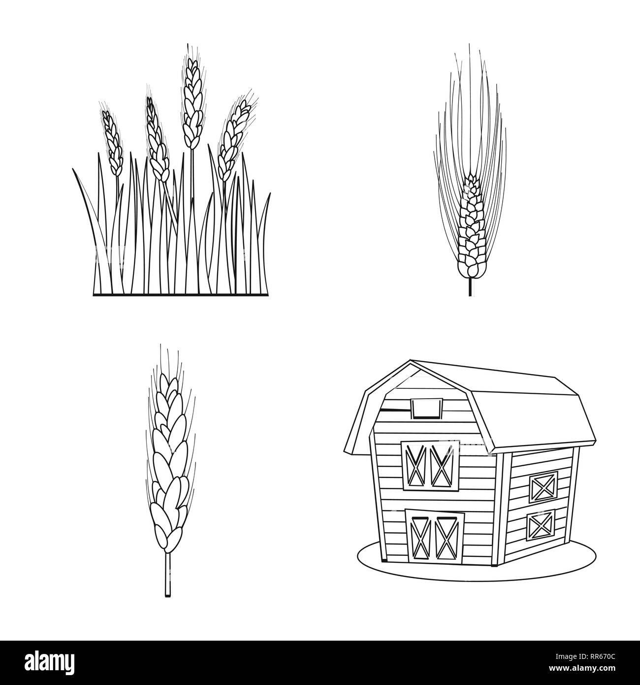 spring,barley,granary,spike,building,cornfield,seed,eco,crop,durum,bran ...