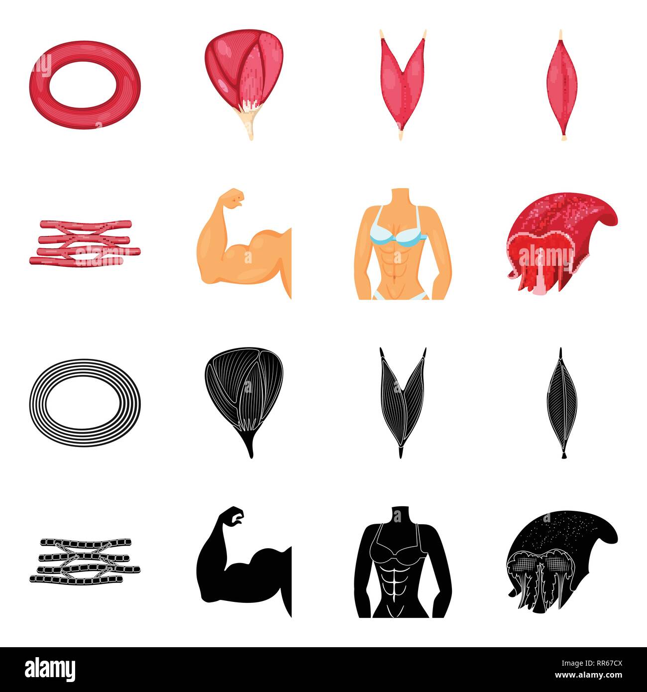 Vector design of fiber and muscular sign. Collection of fiber and body ...