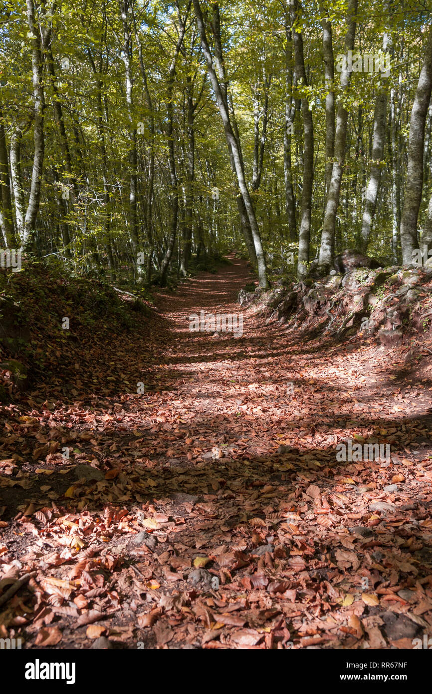Path in woods garrotxa catalonia hi-res stock photography and images ...