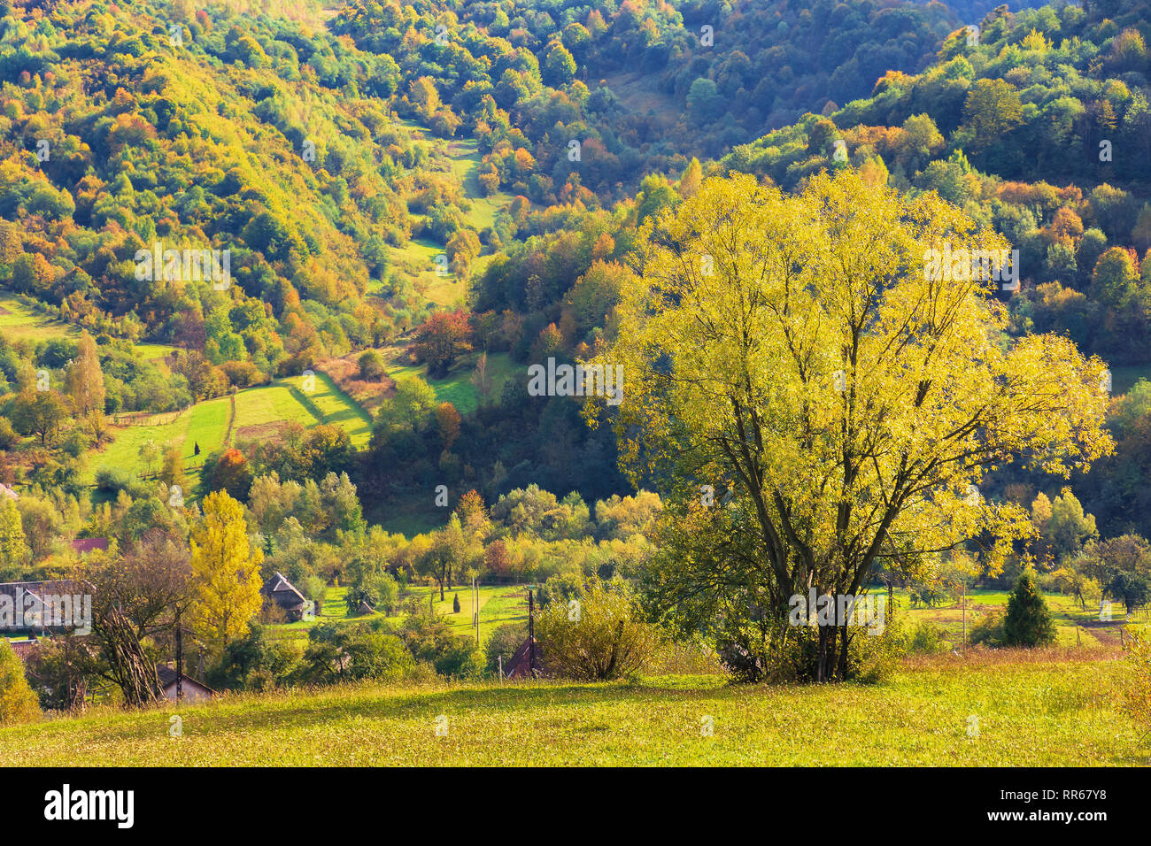 tree on the rural field in mountains. beautiful countryside scenery in ...