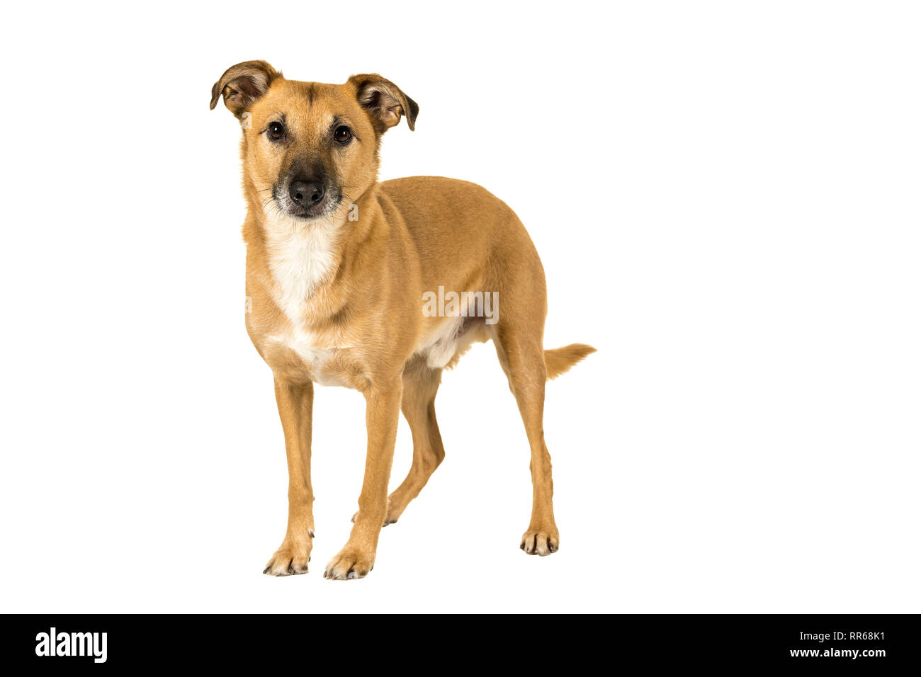Brown mixed breed dog standing isolated in white background looking at ...