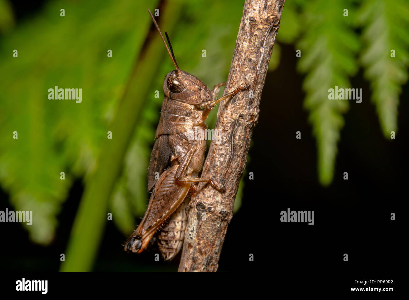 Full body Portrait shot of a Dark Brown grasshopper, locusts with sharp ...