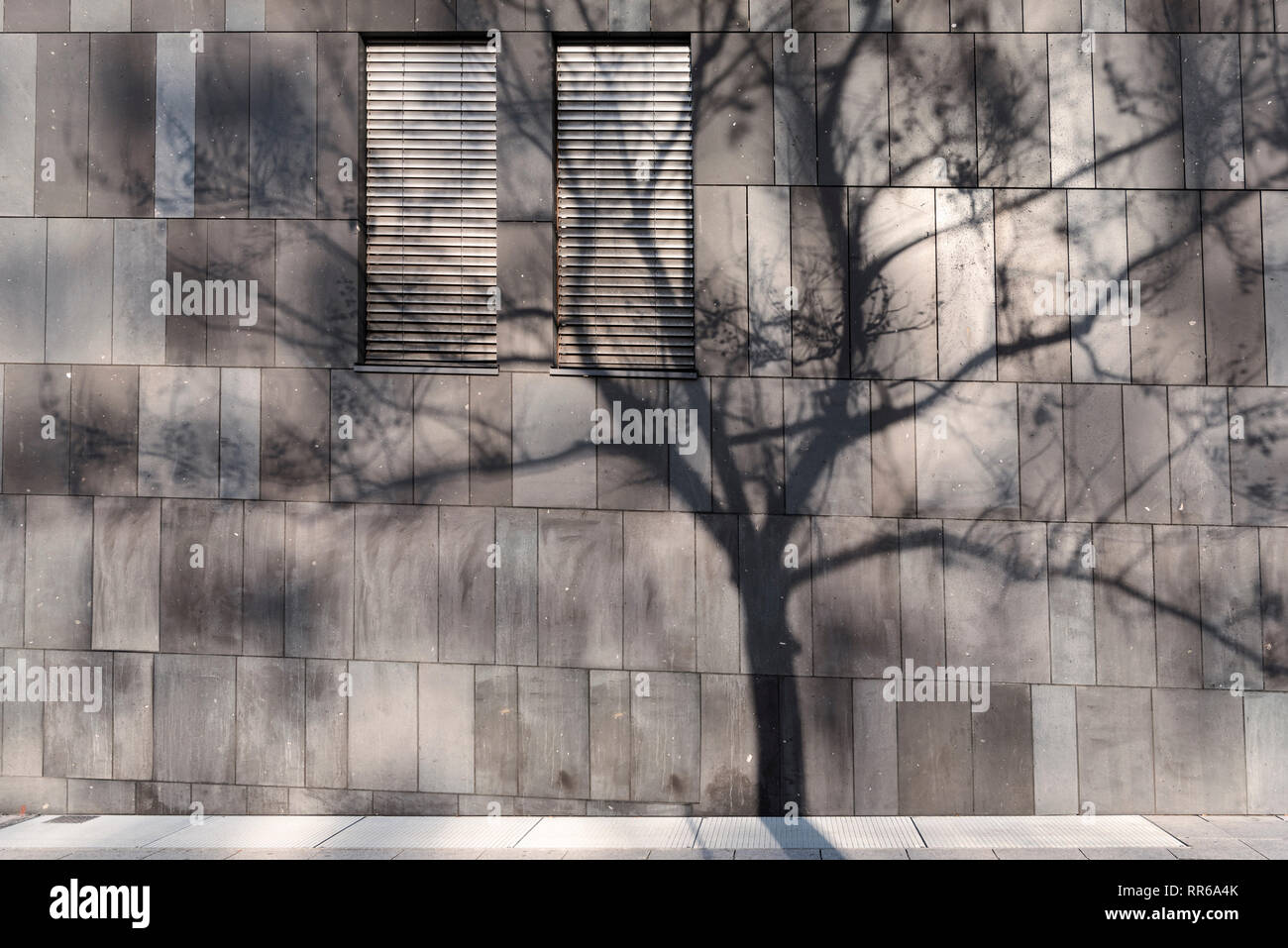 Shadow of a big tree on the exterior wall of a modern business building ...