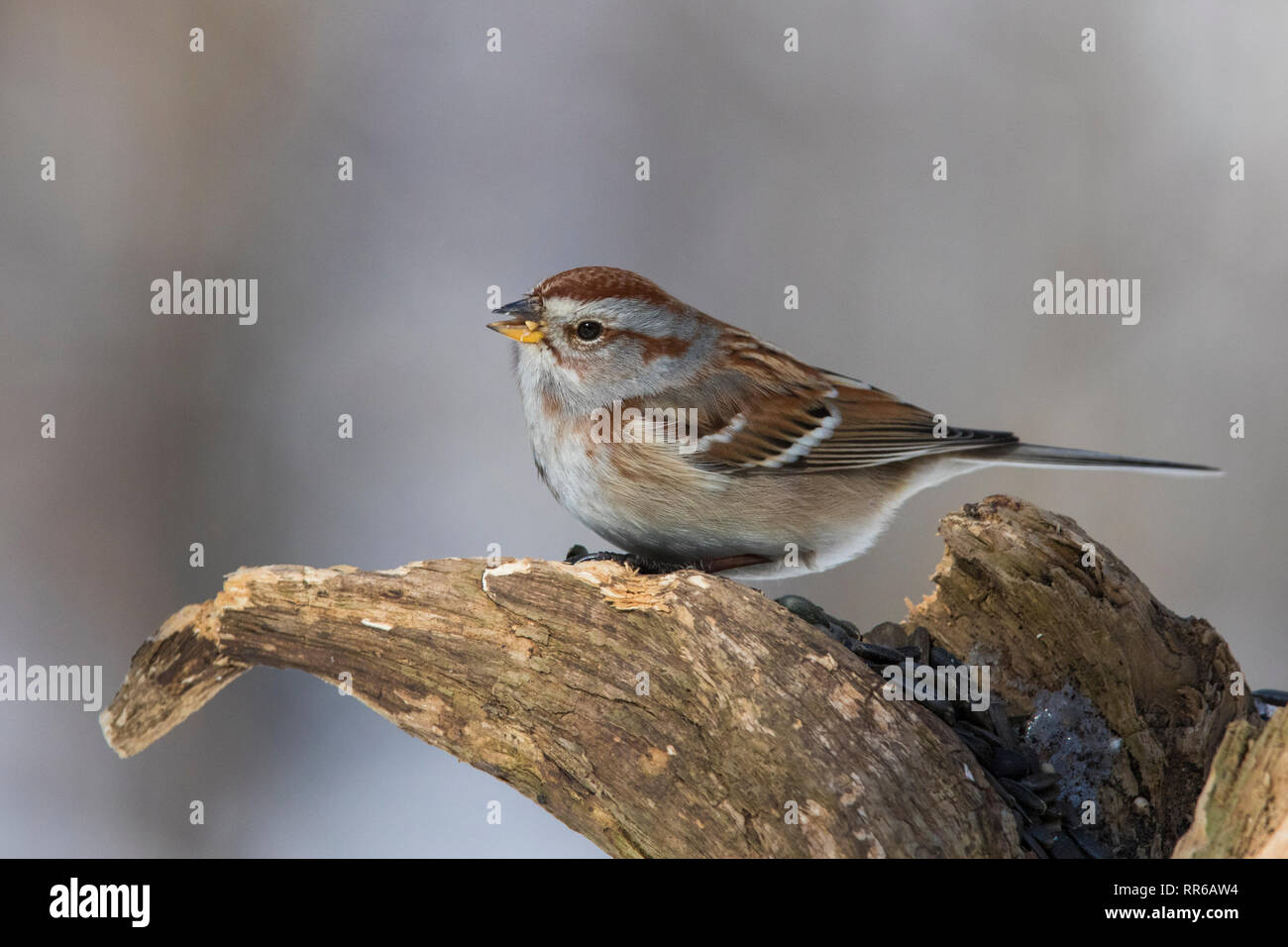 American Tree Sparrow in winter Stock Photo - Alamy