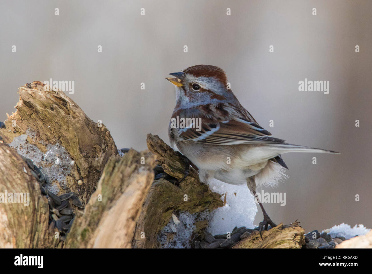 American Tree Sparrow in winter Stock Photo - Alamy