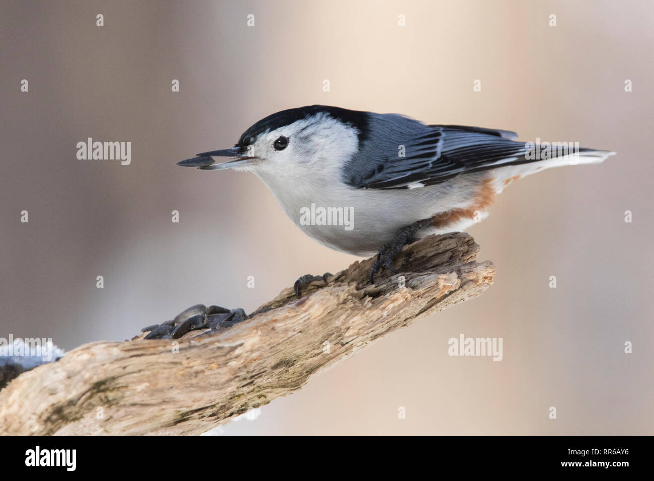 Winter feed for nuthatch hi-res stock photography and images - Alamy