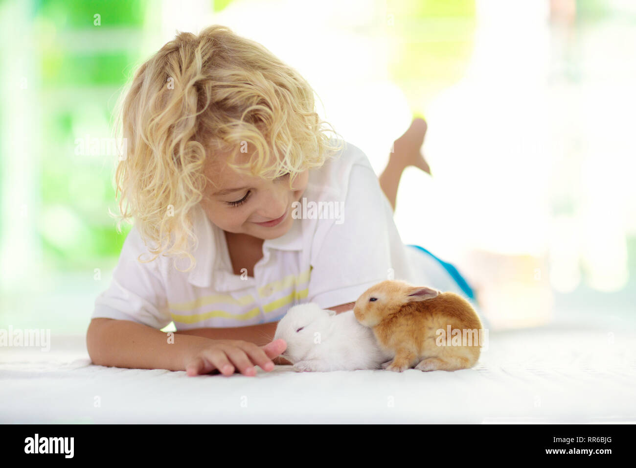 Child playing with white rabbit. Little boy feeding and petting white ...