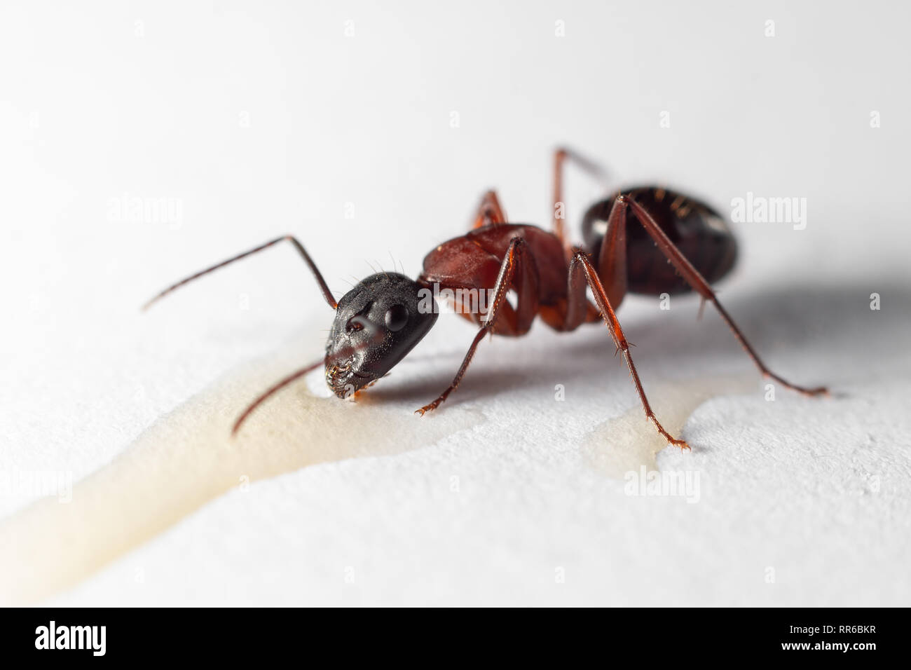 Ant Feeding High Resolution Stock Photography and Images - Alamy