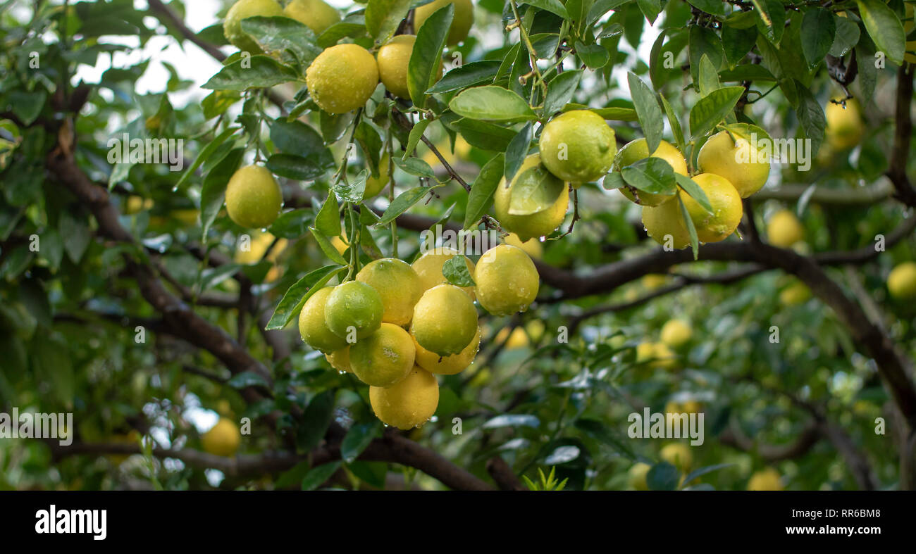 Fresh limes after a heavy rain Stock Photo - Alamy