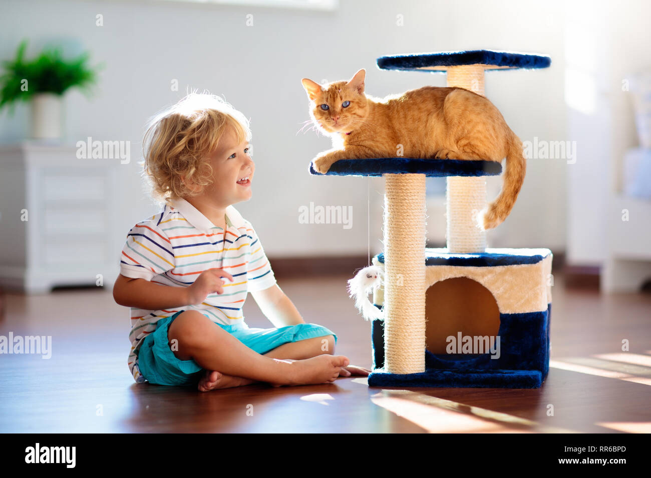Child playing with cat at home. Kids and pets. Little boy feeding and ...