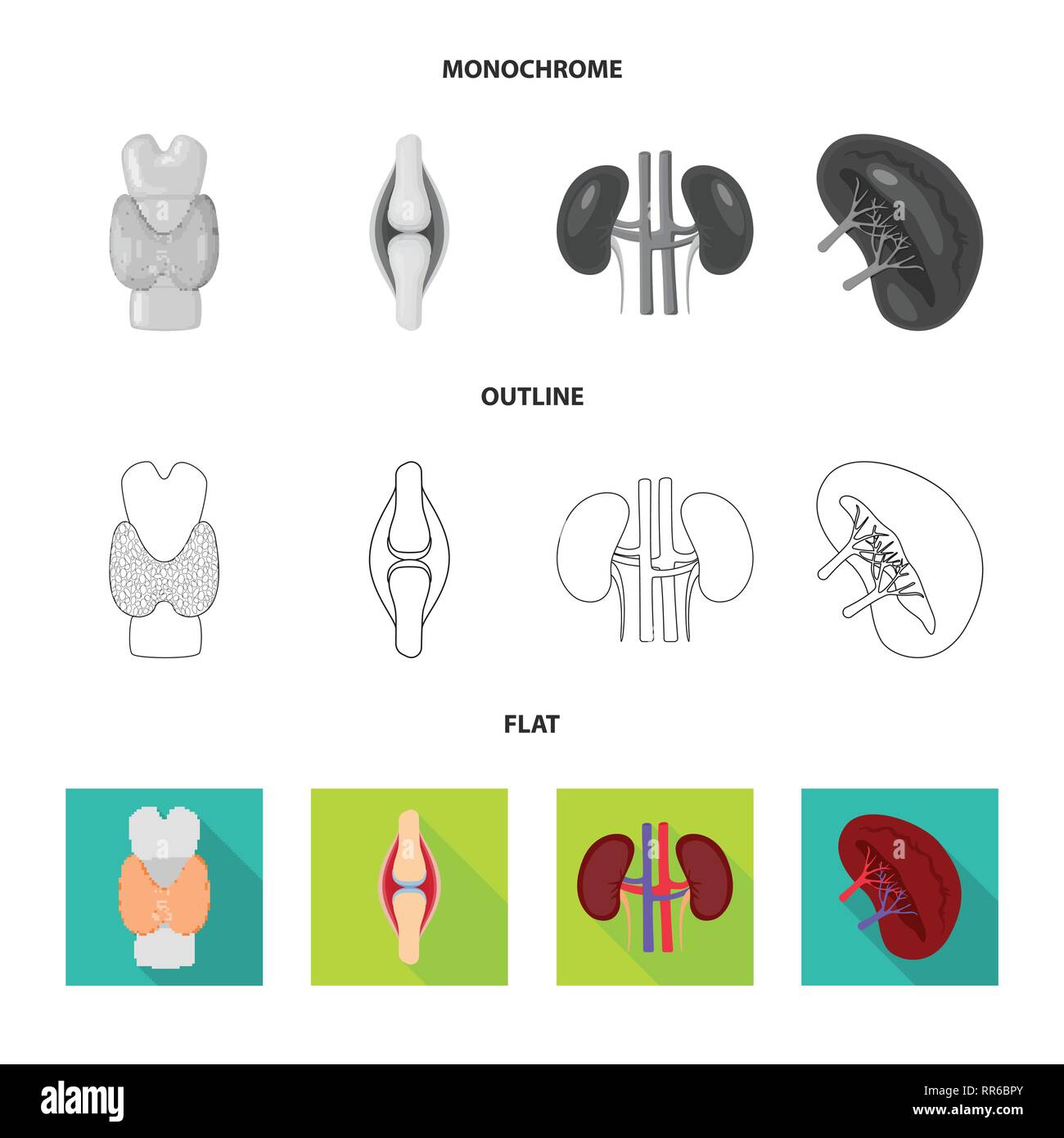 Muscle dorsal bone kidney Cut Out Stock Images & Pictures - Alamy