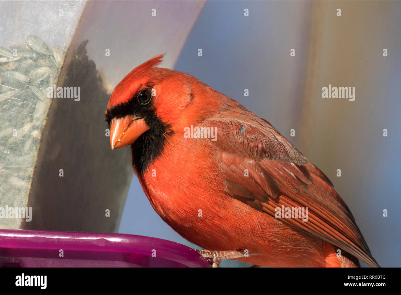 male cardinal at feeder Stock Photo - Alamy