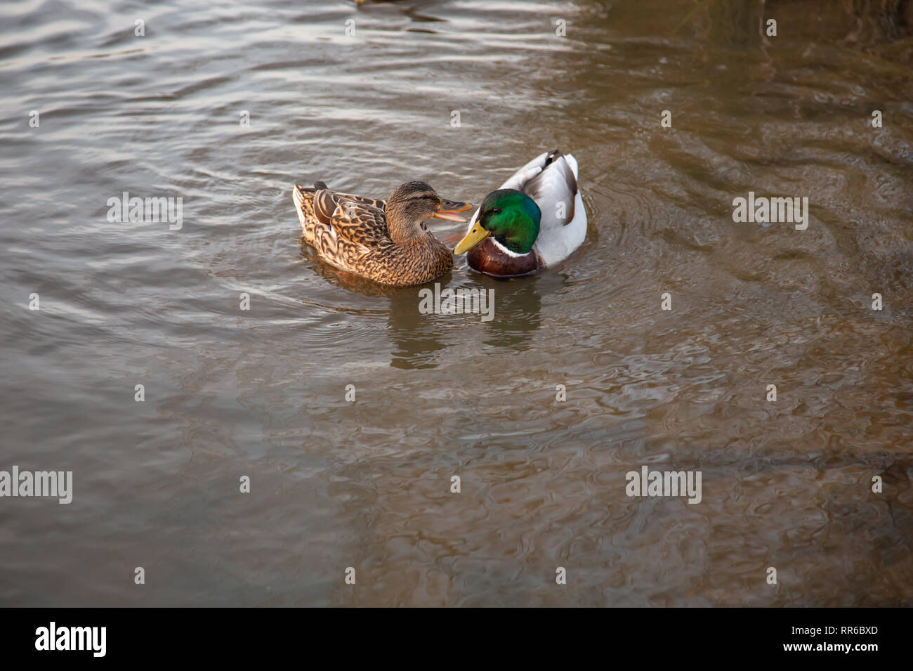 Pair of Mallard ducks in the Springtime. Ducks playing a mating game ...