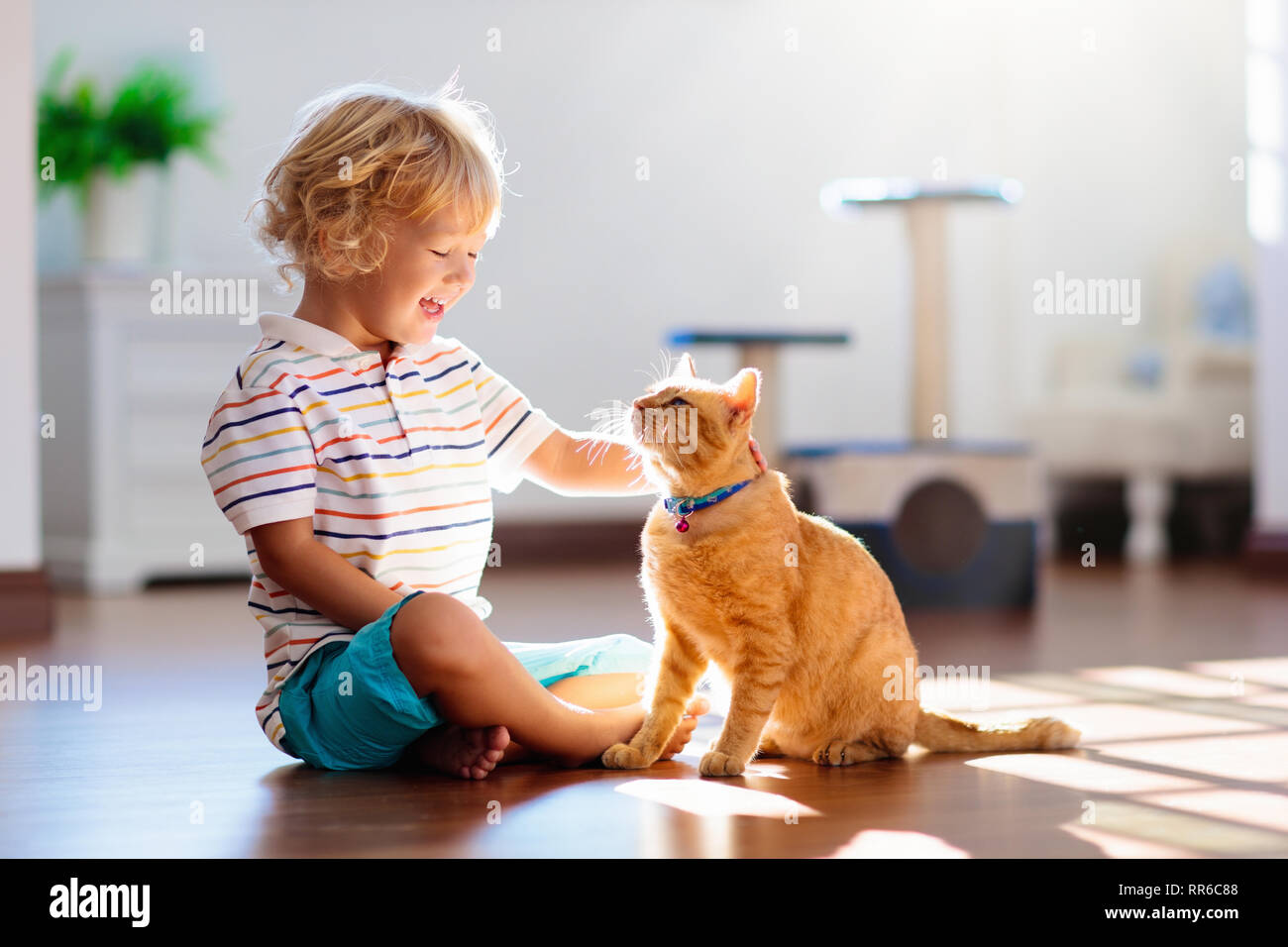Child playing with cat at home. Kids and pets. Little boy feeding and ...